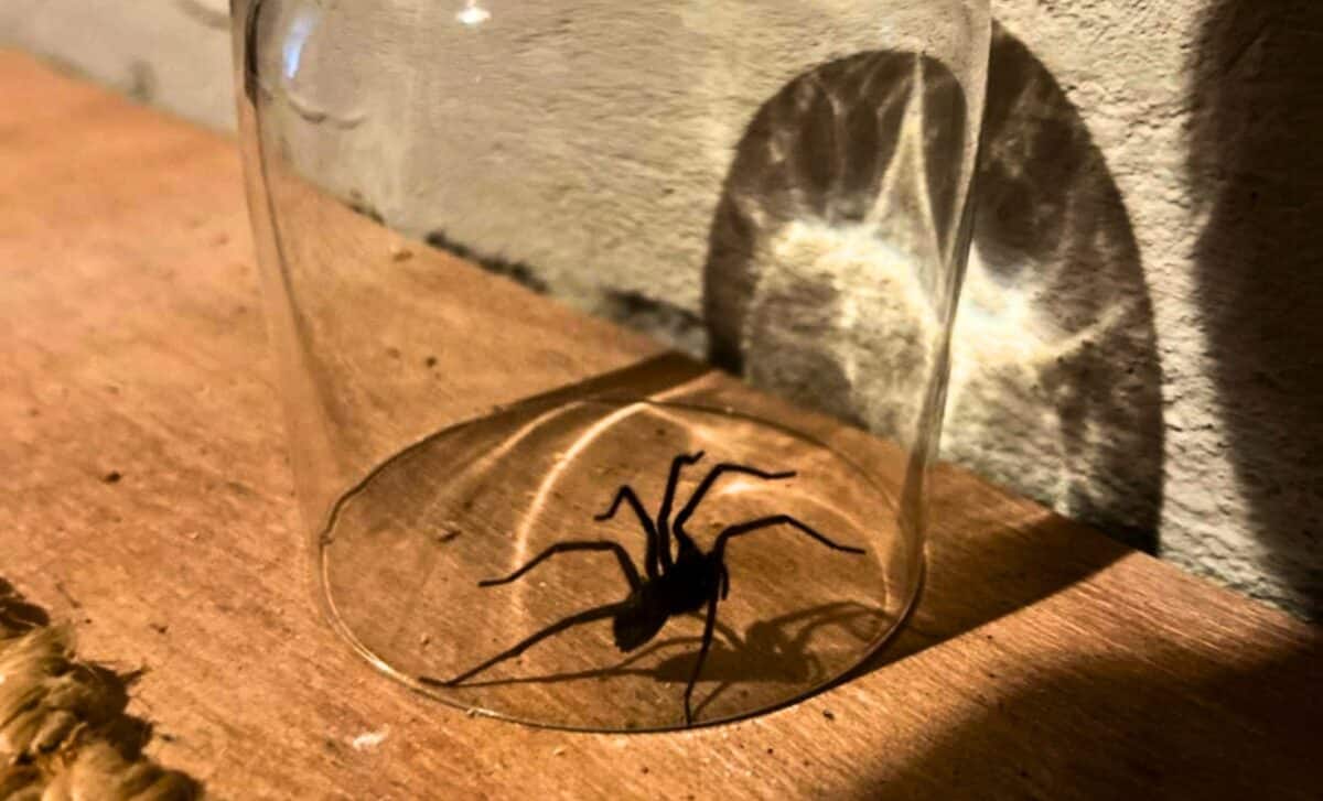 Releasing a spider outside seems like the nice thing to do, but it’s ...