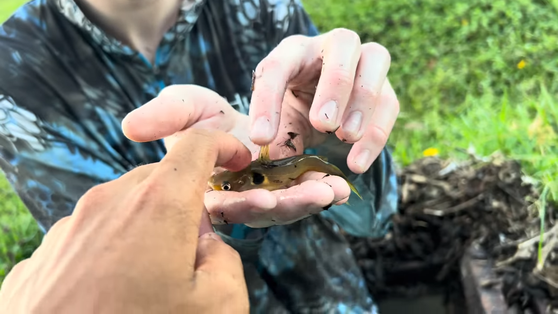 This is what happens when a canal traps exotic fish underground