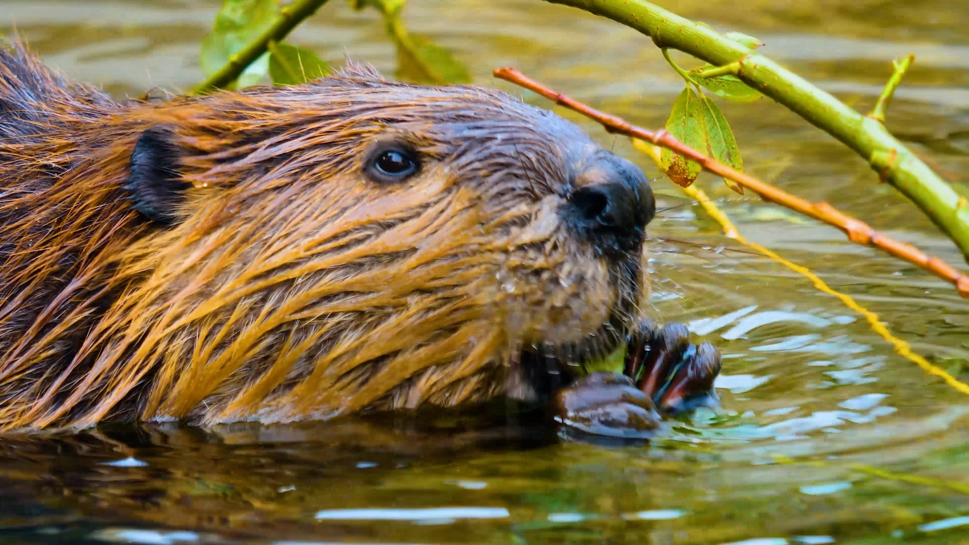 Beavers are coincidentally solving climate change