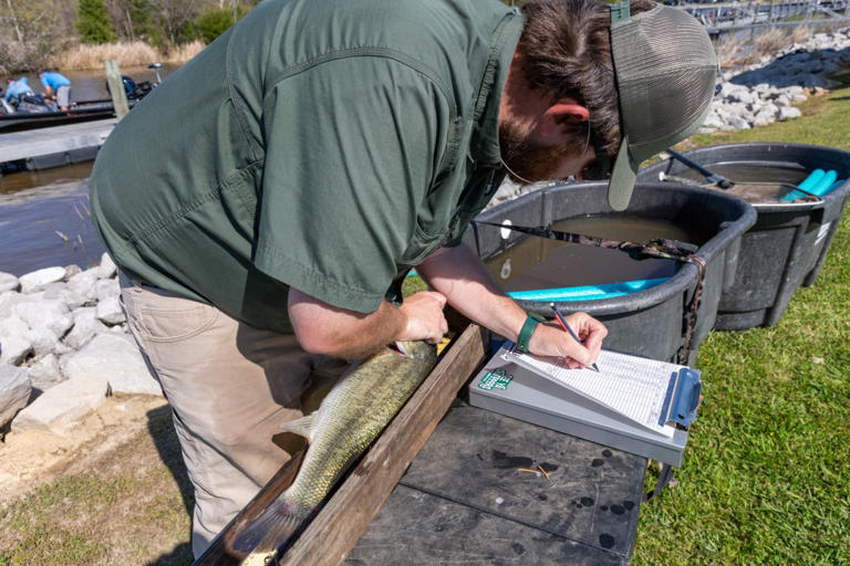 Largemouth bass tagging project underway at reservoir