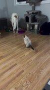 Little kitten tries to jump and scare big dog