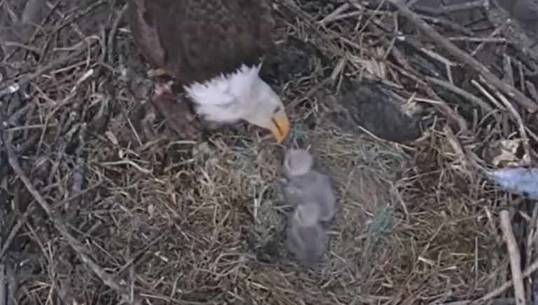 Viral bald eagle cam shows rare first moments of newly hatched chicks