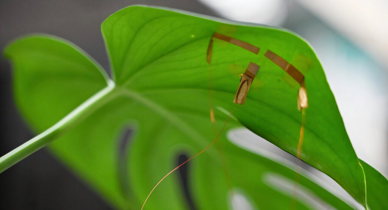 Graphene 'leaf tattoo' sensor tracks plant hydration in real time
