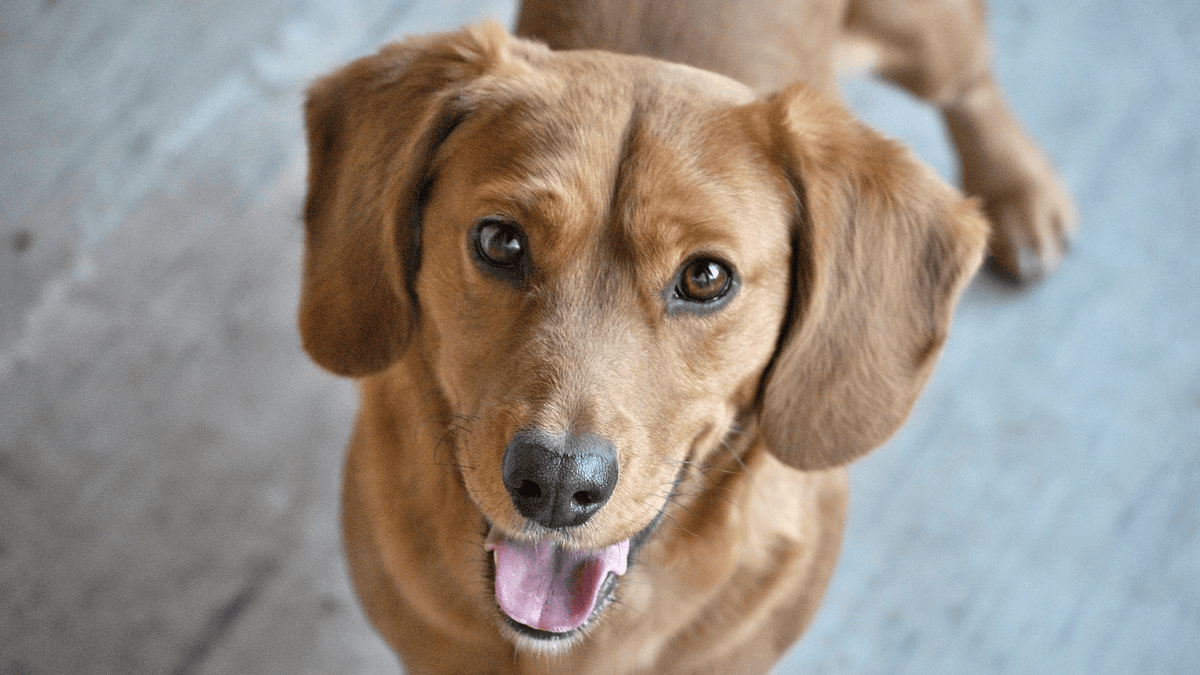 15 proofs that shelter dogs make the best pets
