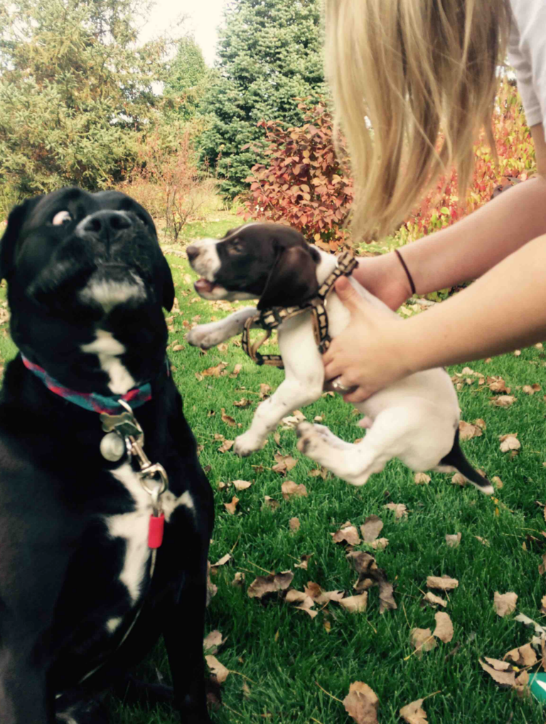 47 Dog Photos That Are Way, Way, Way, Way, Way, Way, Way, Way Funnier ...