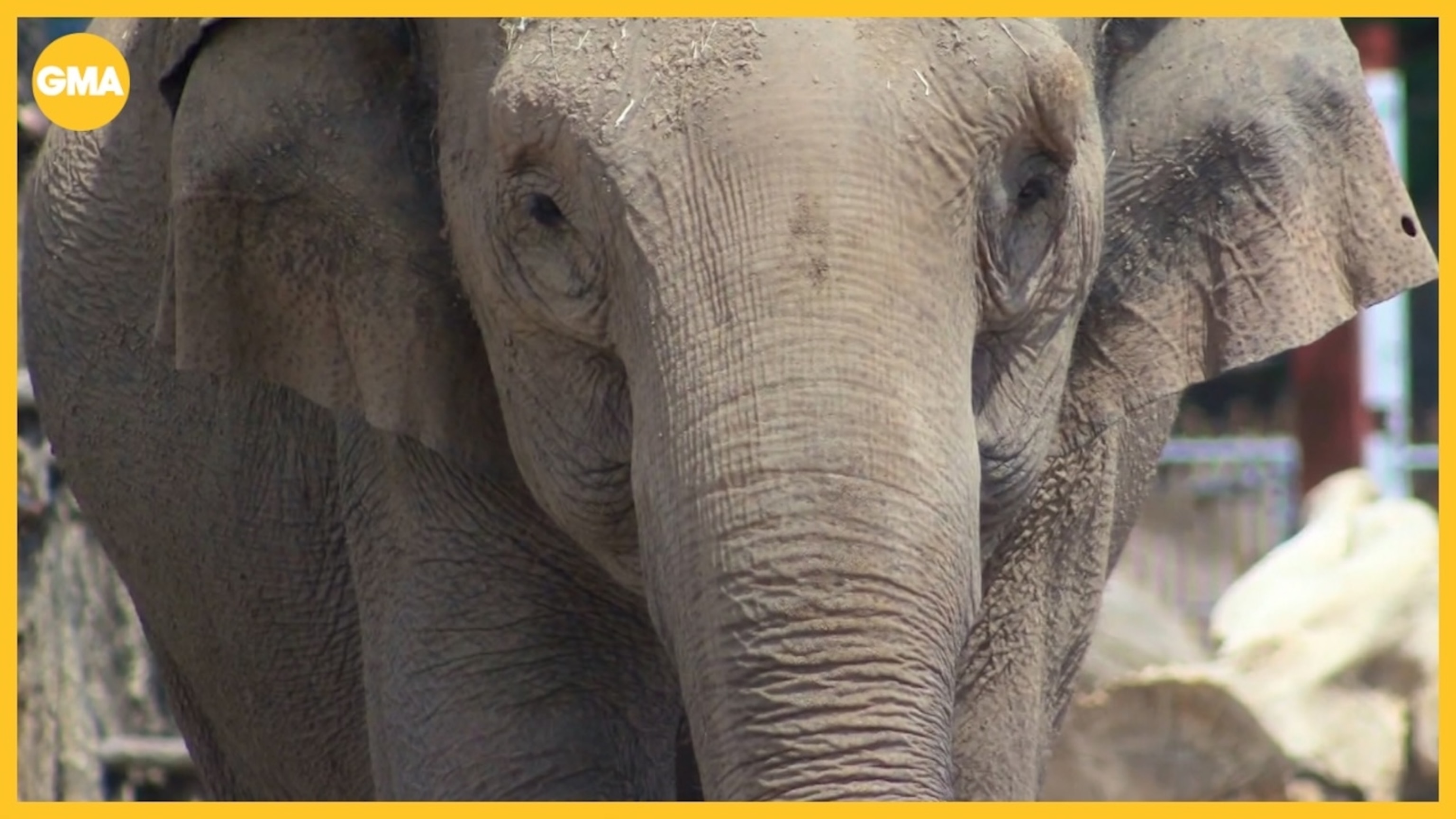 Escaped 52-year-old elephant returned safely to zoo enclosure