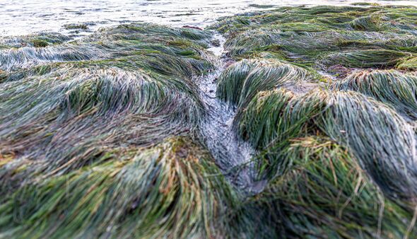 Seaweed ruins Florida spring break with rotten egg smell and breathing ...