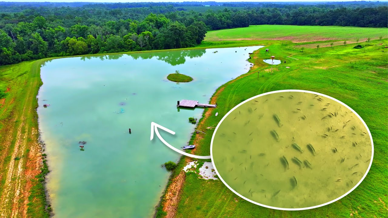 Schooling tiger bass attack bluegills at the 5 acre pond!