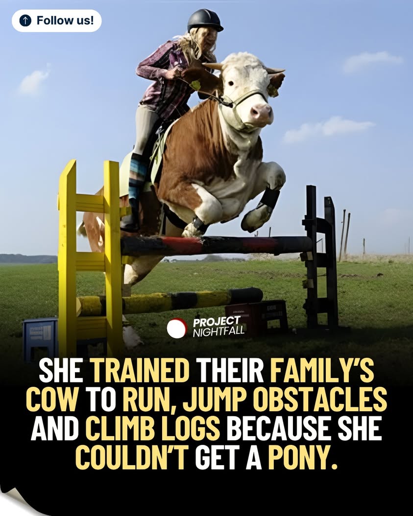 Defying logic: Teen trains cow to ride and jump, stuns the equestrian ...