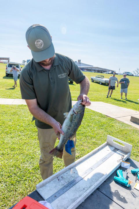 Largemouth bass tagging project underway at reservoir