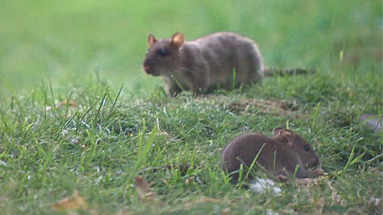 Expert recommends dedicated rat staff for Halifax