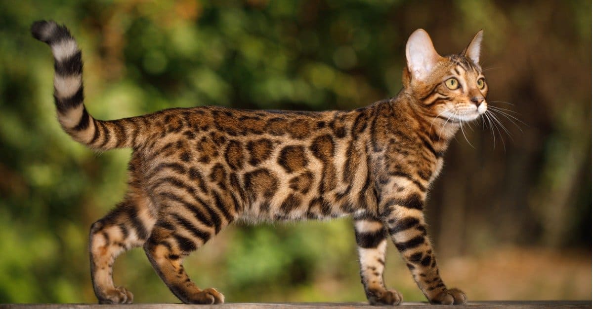 Can bobcats and house cats really breed? Here’s what happens