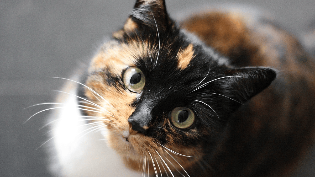 Why your cat purrs more than others: experts break it down