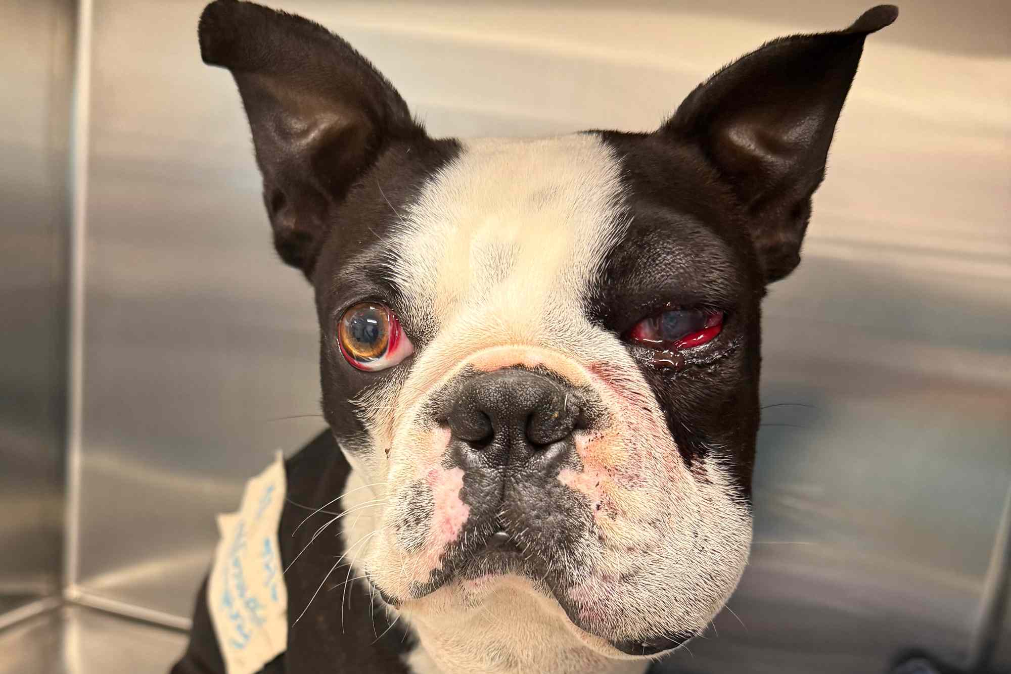Animal rescue fighting to save Boston terrier after rattlesnake bites ...