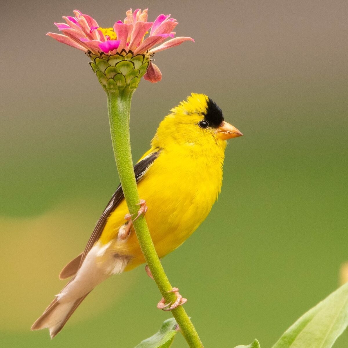 Bird anatomy 101: From bird beaks to bird feet
