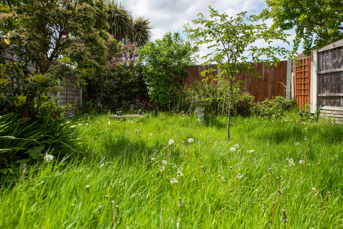 Grass too tall? Fix it without wrecking your lawn