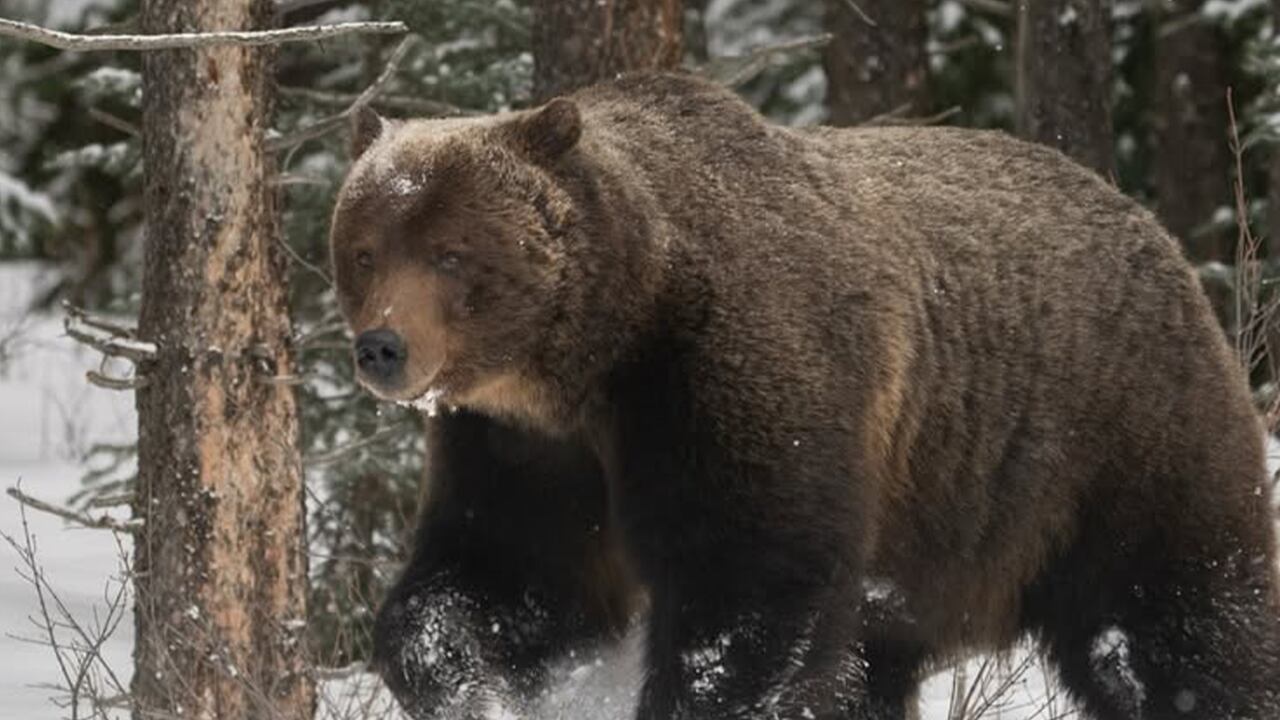 #TheMoment Banff's famous grizzly 'The Boss' came out of hibernation