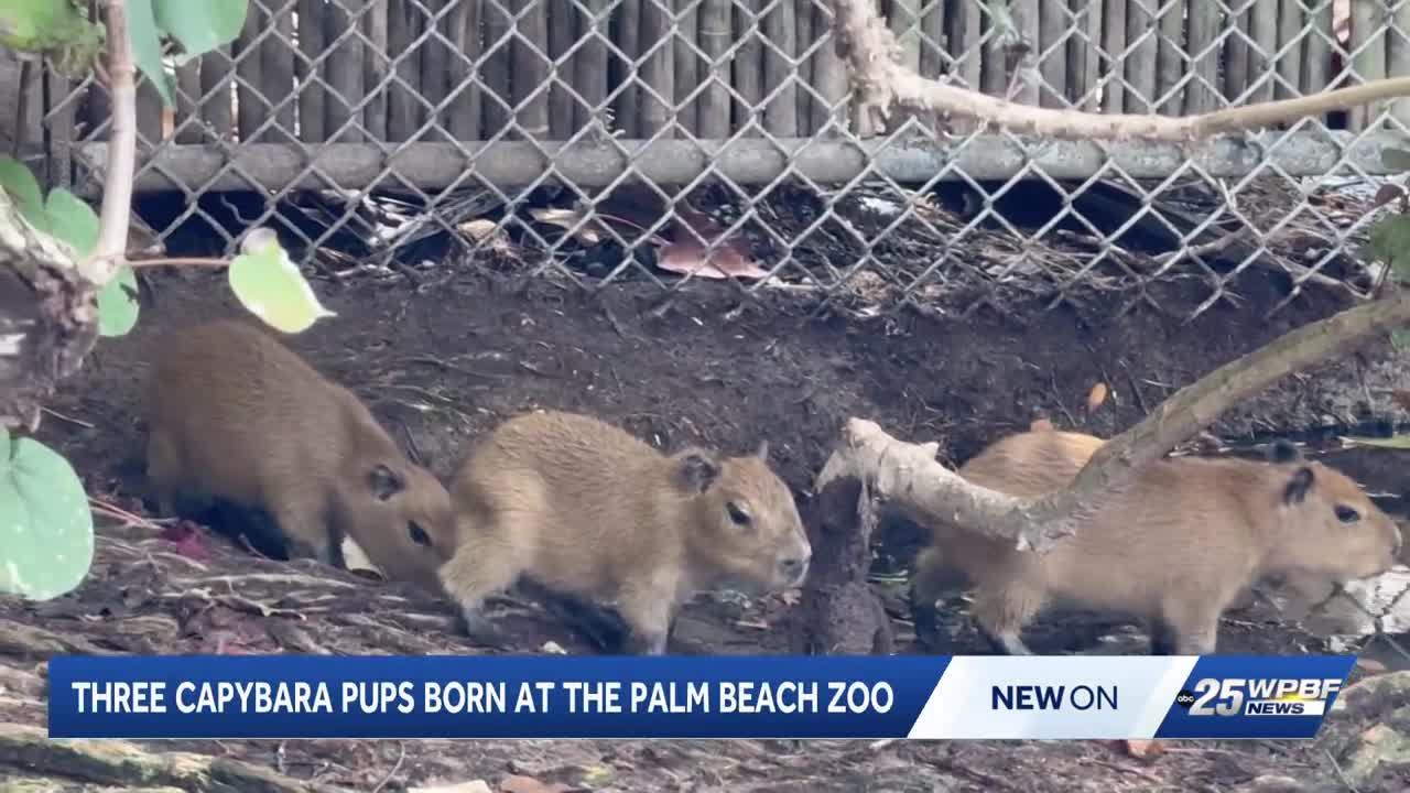 Capybara trio joins Palm Beach Zoo family