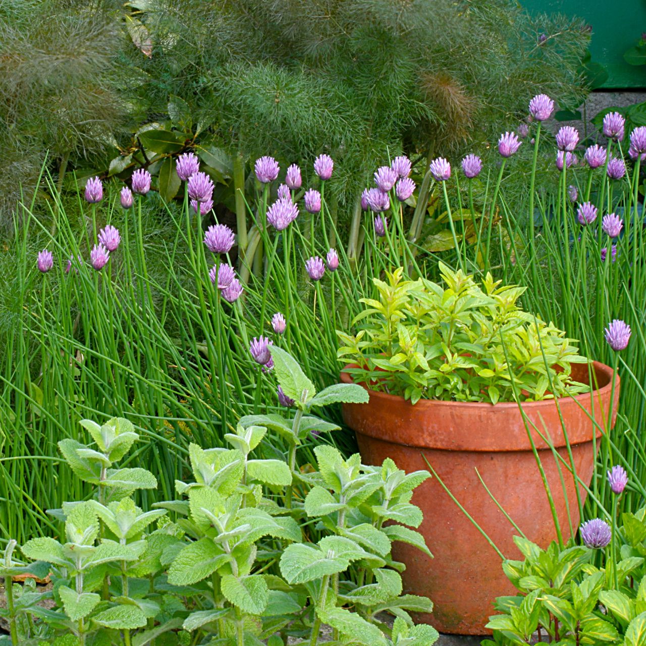 7 herbs that grow in shade – these easy-going edibles thrive in even ...