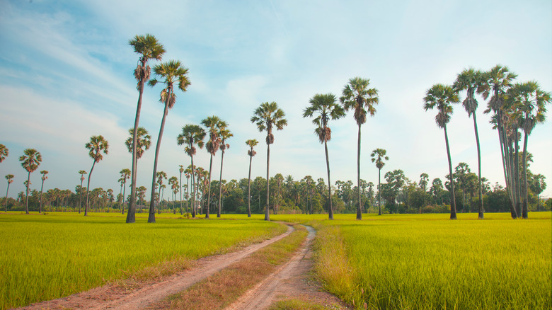 What is Calrose rice and how do you best cook it?