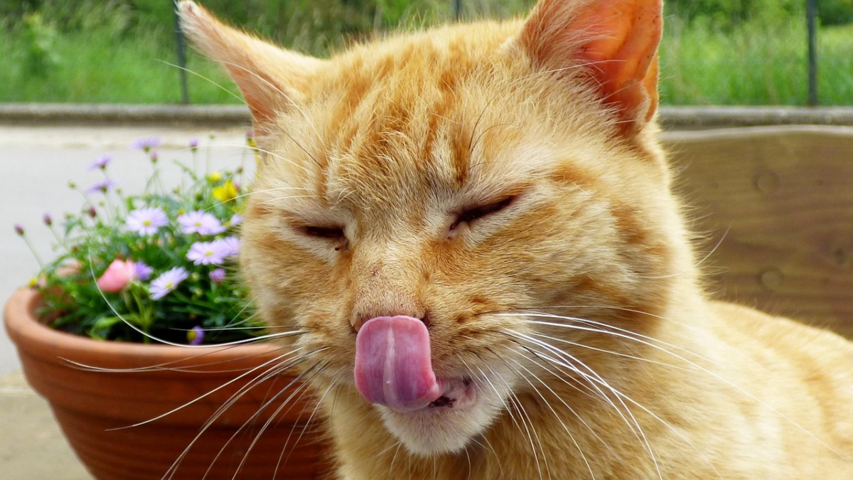 Here's how you can interpret your cat's tail movements at home