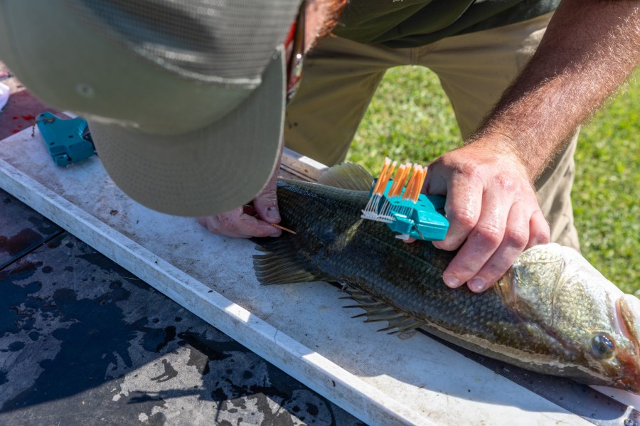 Largemouth bass tagging project underway at reservoir
