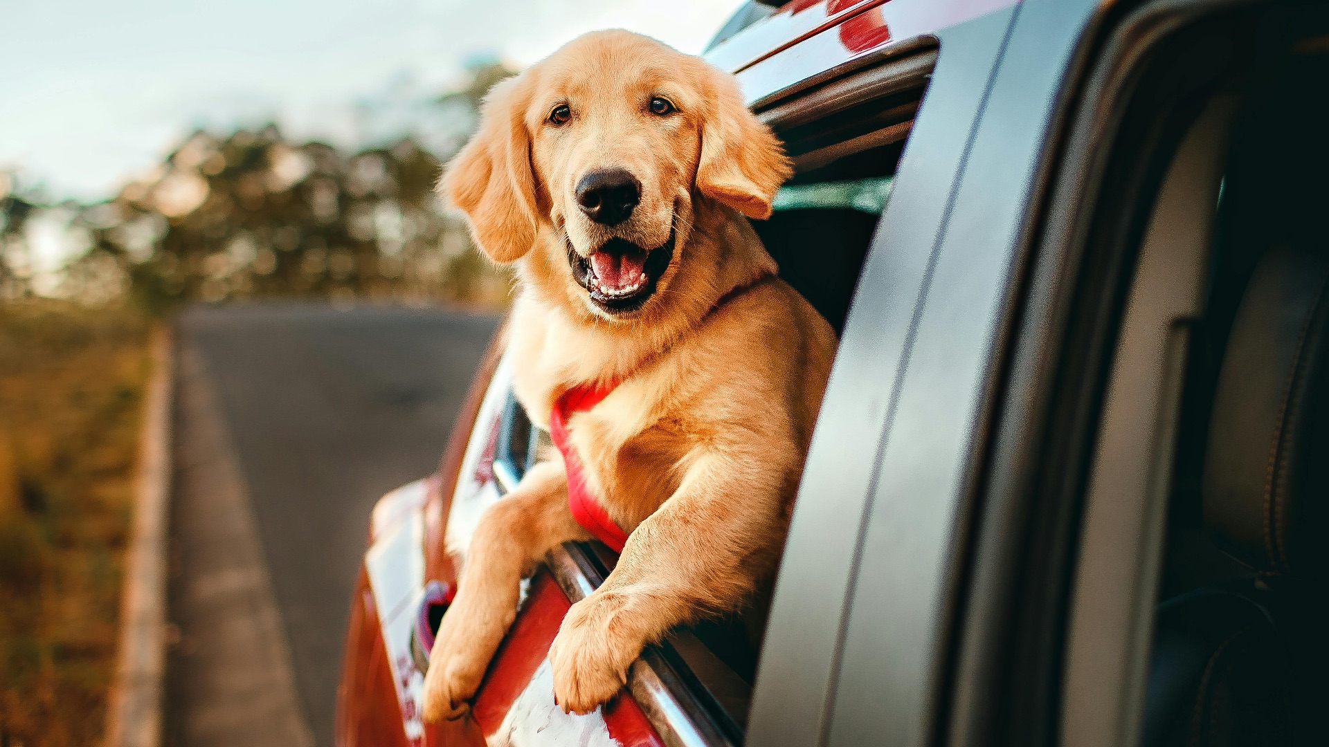 20 accessories that make driving with pets easier