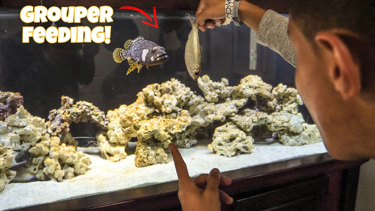 Discover the magic of feeding my pet grouper