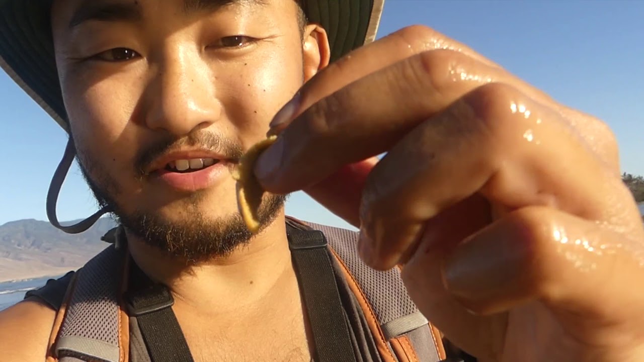 Exploring Maui's tide pool! Trying different types of uni (sea urchin)