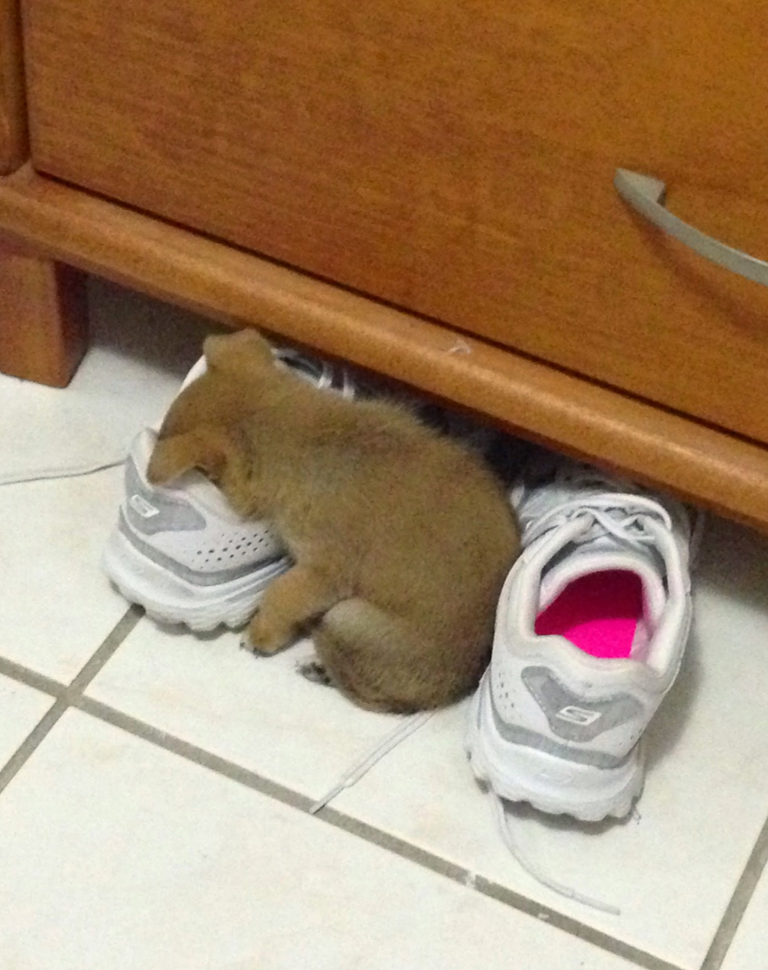 47 Dog Photos That Are Way, Way, Way, Way, Way, Way, Way, Way Funnier ...