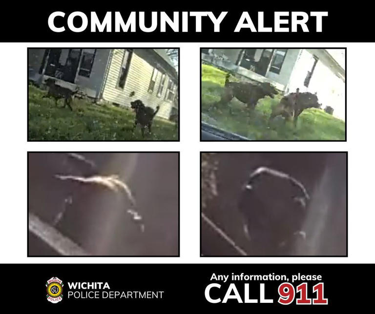 Update from Wichita police: Dogs at animal shelter, no longer at large ...