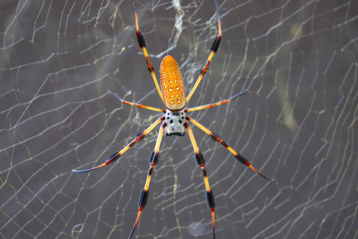 Why you’re suddenly seeing more spiders in your house