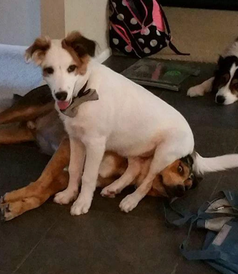 47 Dog Photos That Are Way, Way, Way, Way, Way, Way, Way, Way Funnier ...