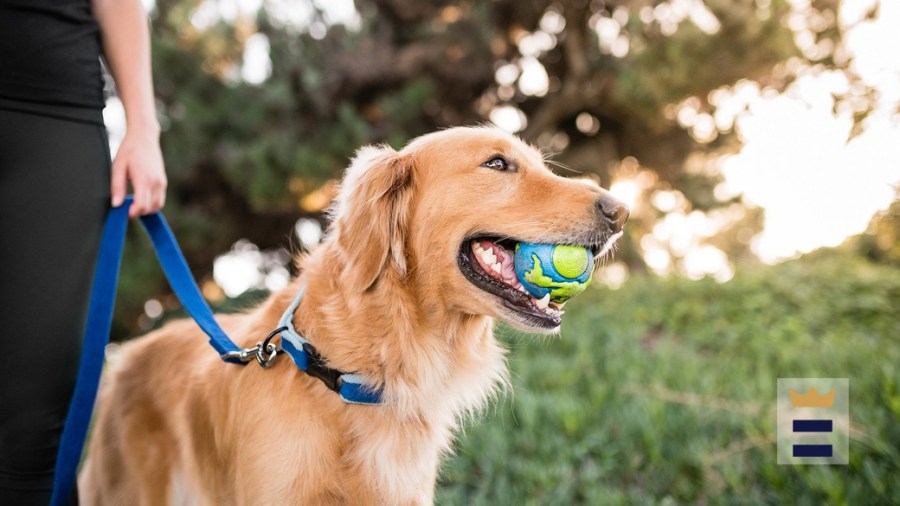 Spring fun for dogs, owners at Bark in Boro Park in Tysons