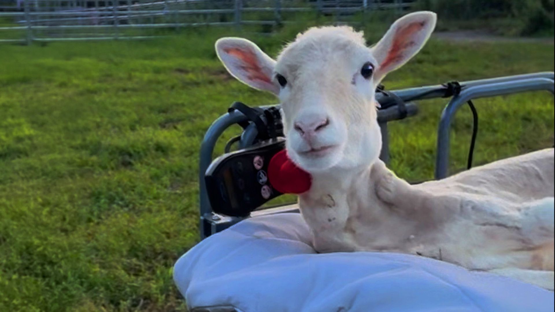 This disabled sheep drives her own wheelchair