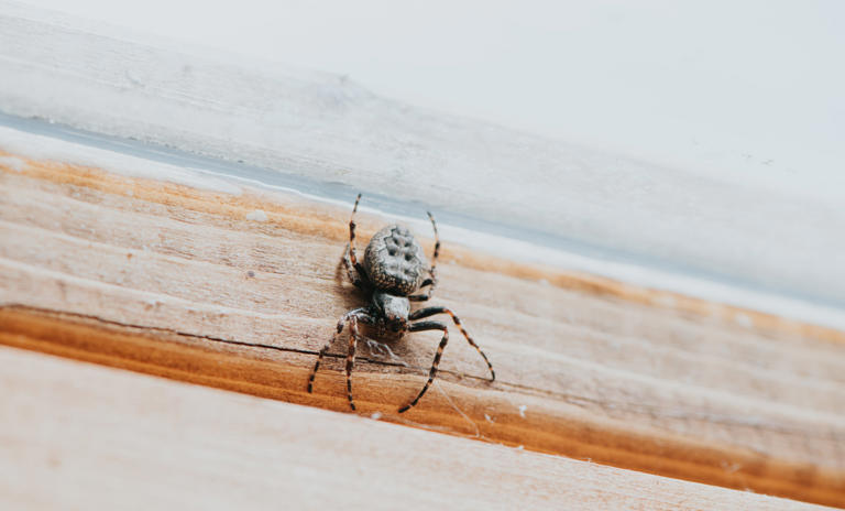Why you’re suddenly seeing more spiders in your house