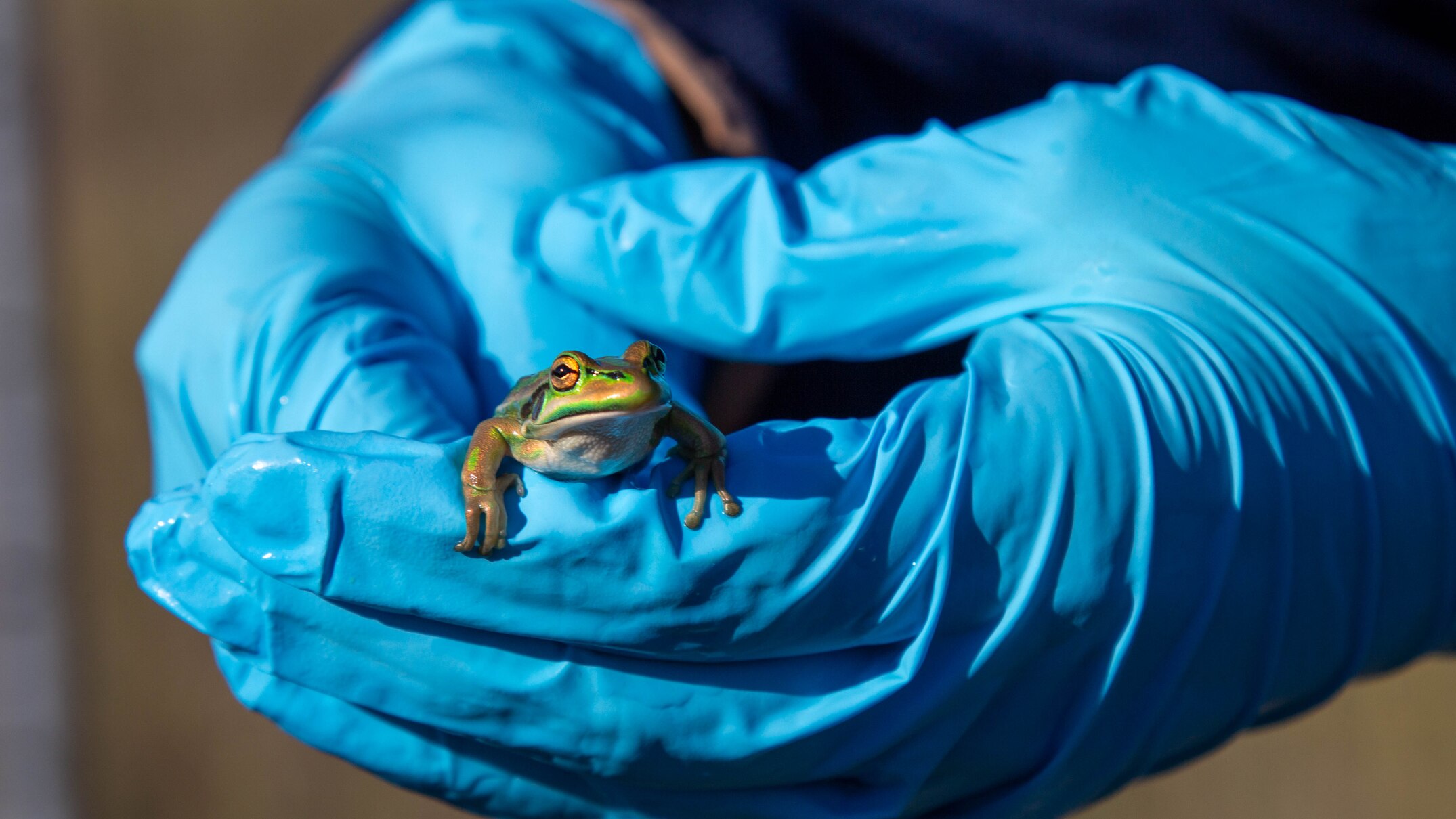 Bell frogs vaccinated against chytrid fungus released in Sydney Olympic ...