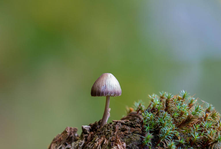 Wie der Wirkstoff von „Magic Mushrooms“ Depressionen lindern kann