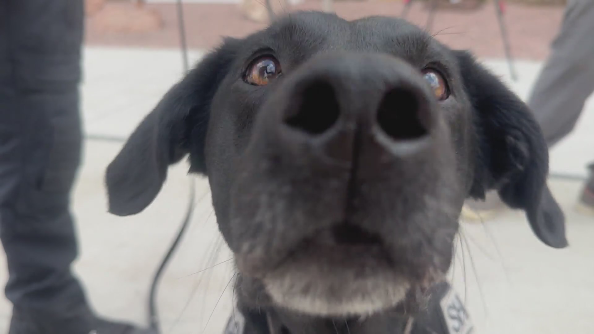K9 Amp joins EPSO as explosives detection dog