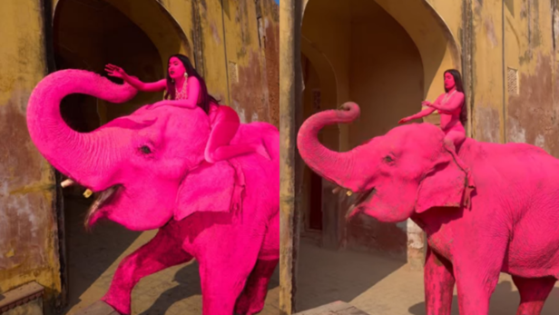 The pink elephant photoshoot went viral, now its death has sparked anger