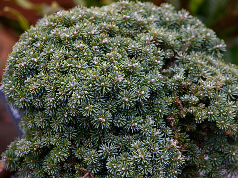 Who says conifers are boring?