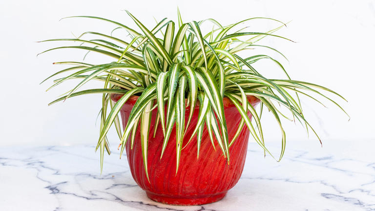 You're putting your spider plant in the wrong place: The 3 spots it ...