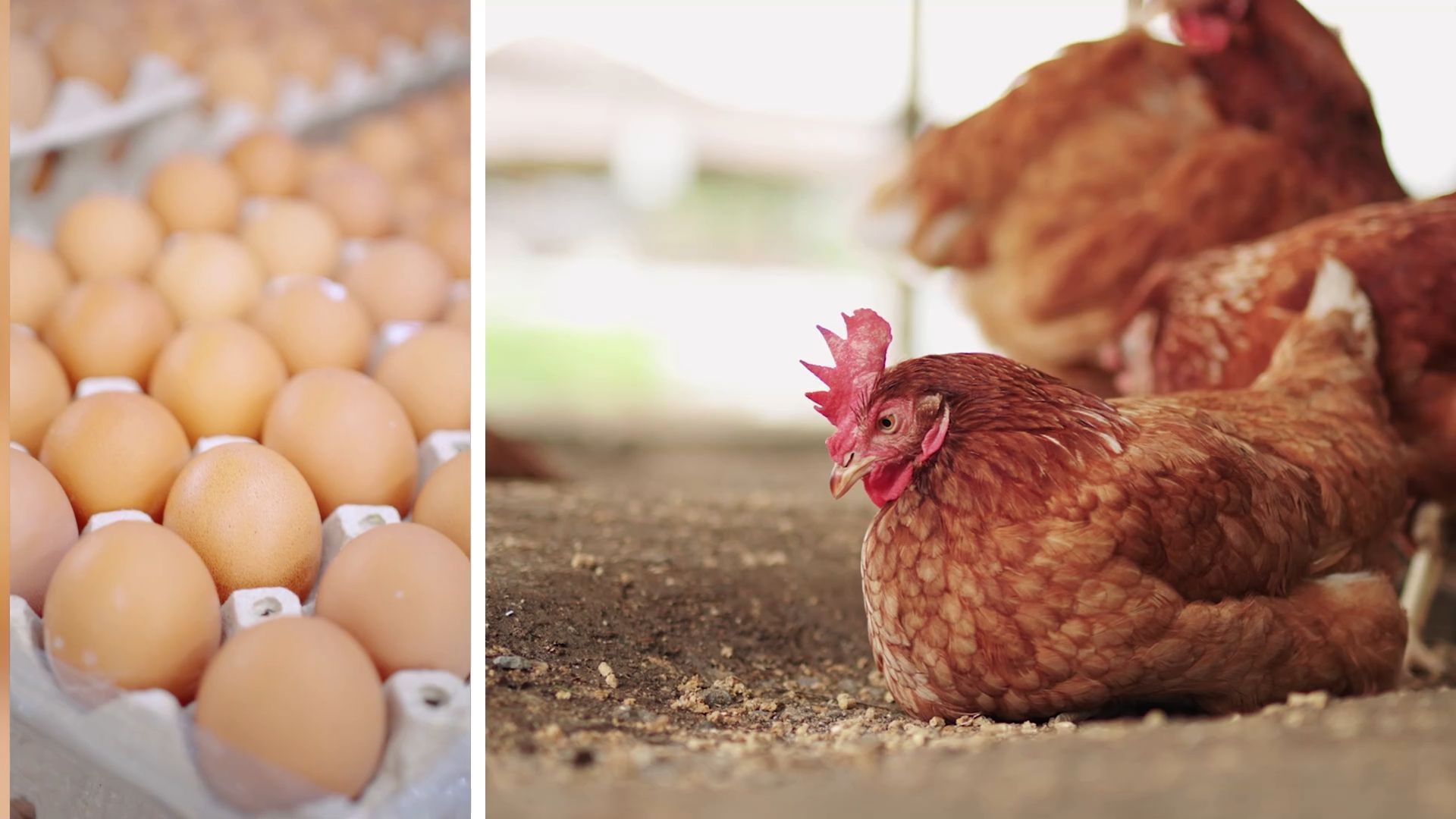 Große Eier, großes Tierleid: Vorsicht vor XL-Eiern im Supermarkt