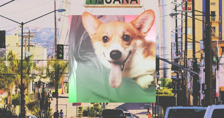 The dog owners taking their injured corgis and doodles to Tijuana