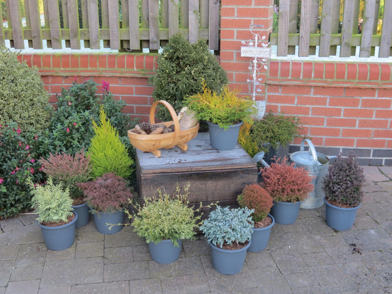 Who says conifers are boring?