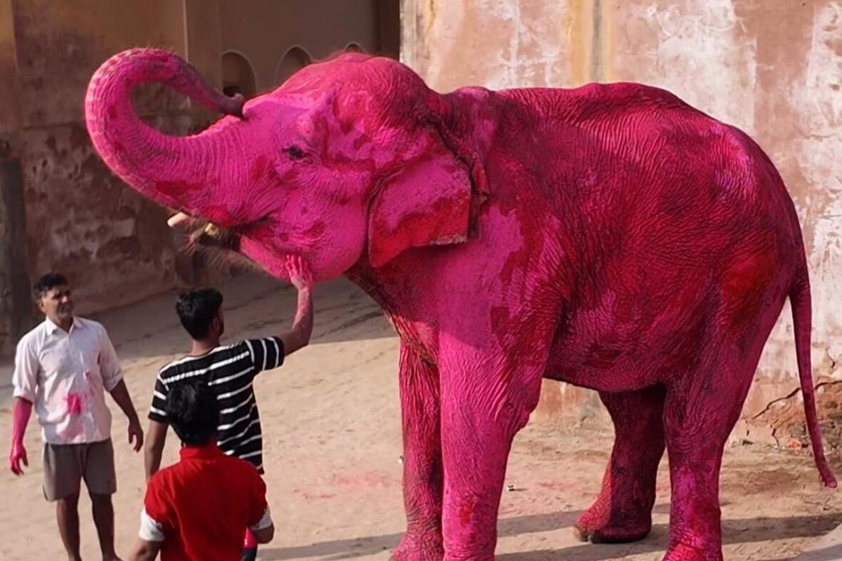 Elephant painted bright pink for photoshoot triggers outrage in India