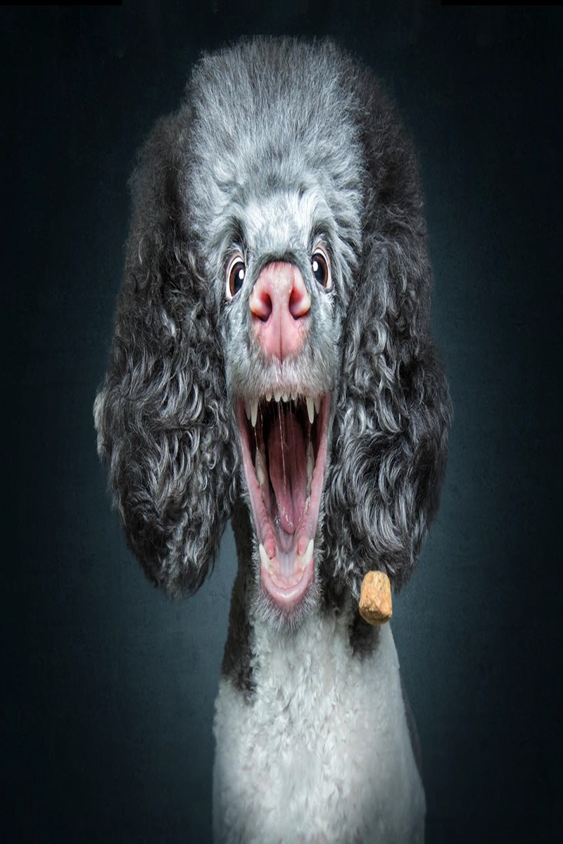 Capturing dogs mid treat catch