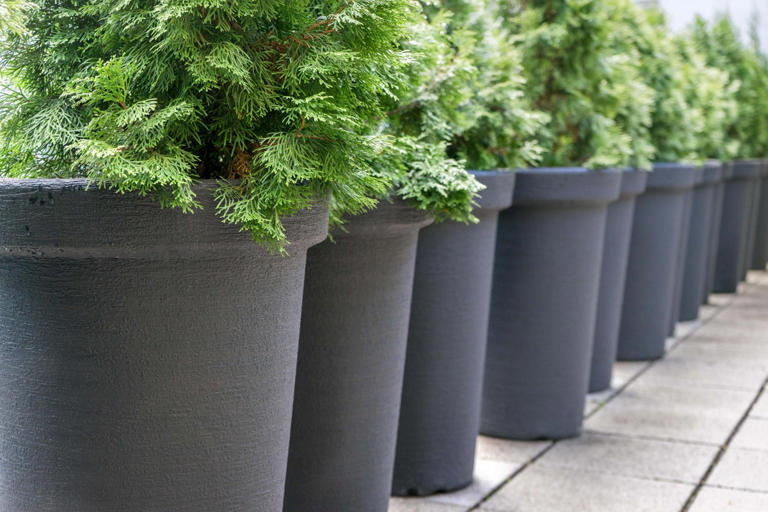 Who says conifers are boring?