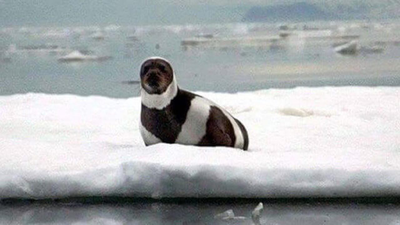 Marine scientists saw a rare seal at the beach then they noticed the ...