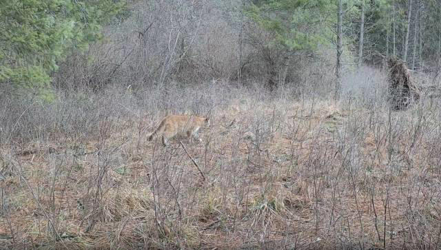 Animal enthusiast stunned after trail camera captures footage of ...